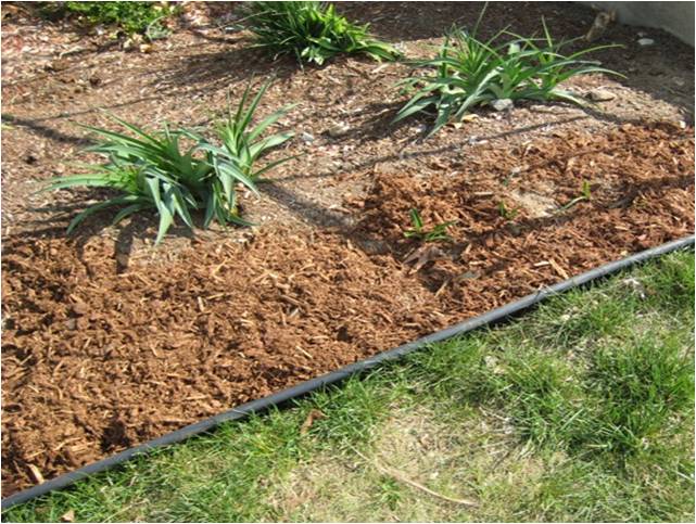 Springtime Raingarden Maintenance Metro Blooms