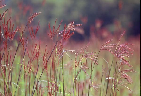 Big Blue Stem | Metro Blooms