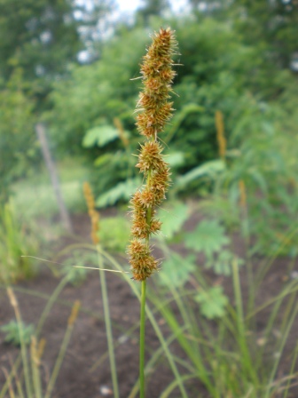 Fox Sedge | Metro Blooms