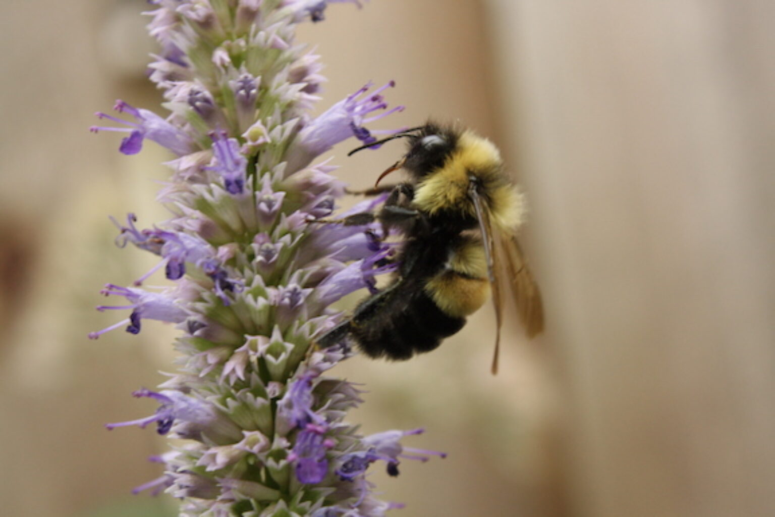 Why Do We Care About Pollinators? | Metro Blooms