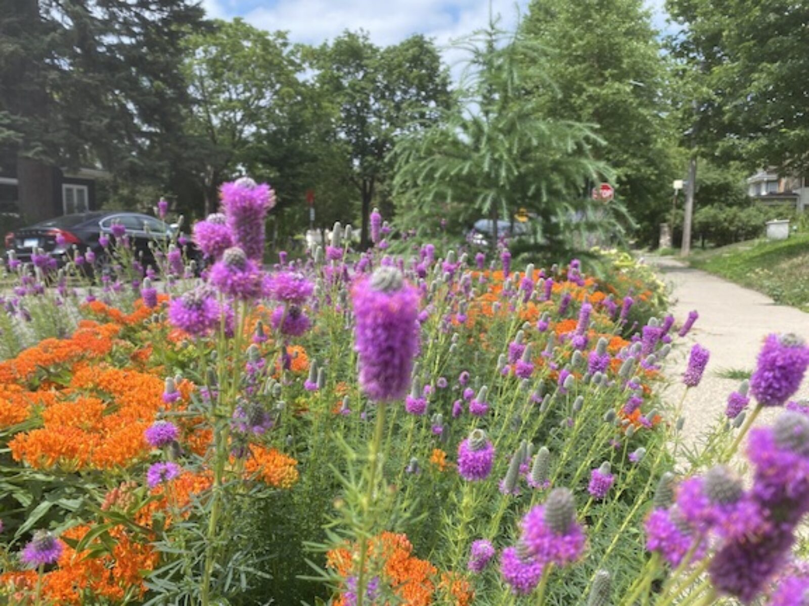 Minneapolis Blooming Boulevards | Metro Blooms