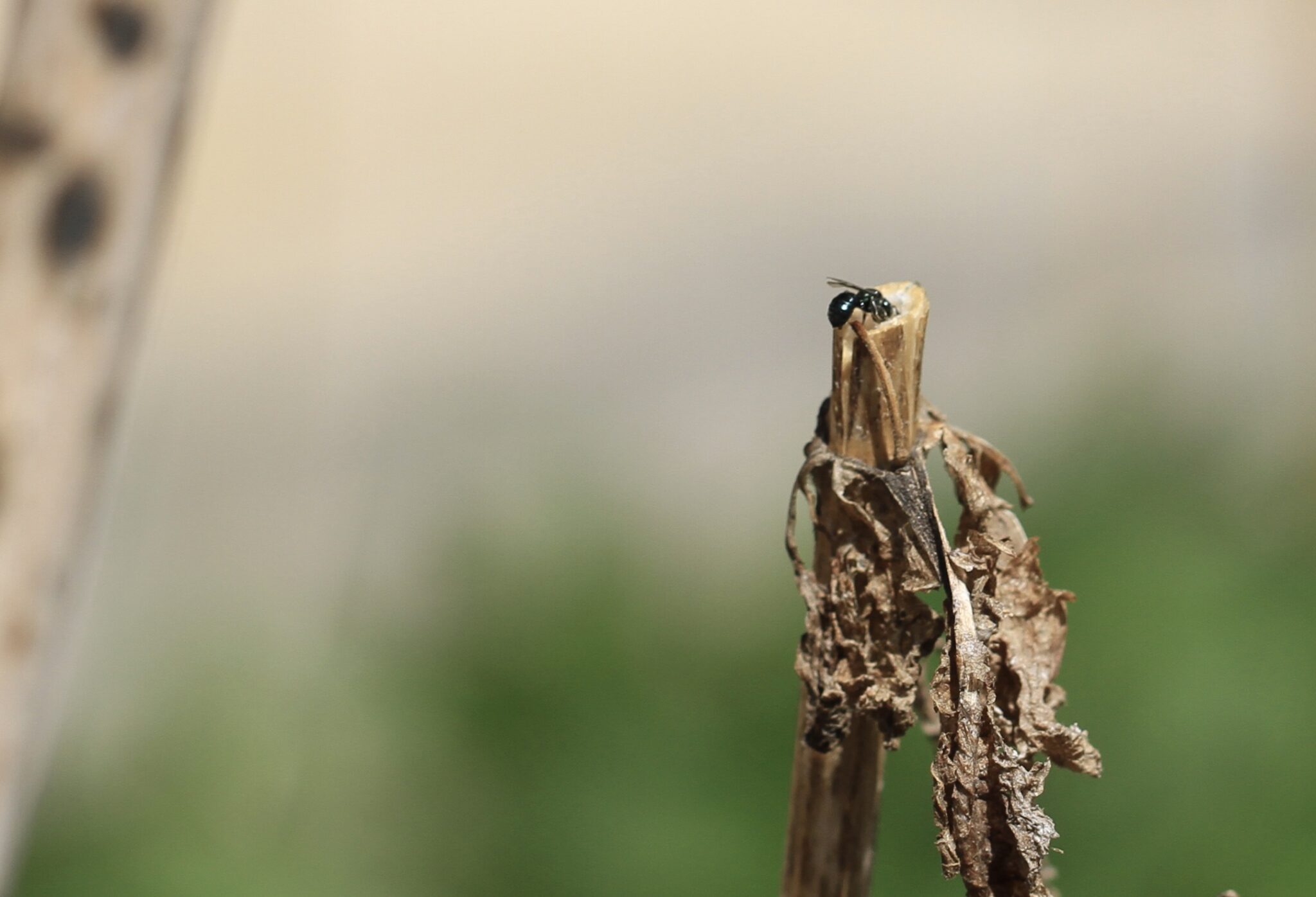 Help Tuck Pollinators into Bed for the Winter | Metro Blooms